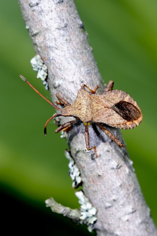 Dock leaf bug stock image. Image of look, body, brown - 20720823