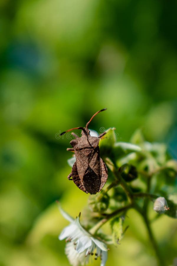 Dock Leaf Bug, Heteropteran Insect, Bug of the Coreidae Family, Coreus ...