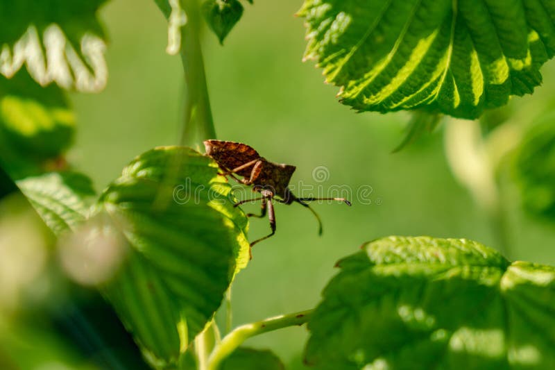Dock Leaf Bug, Heteropteran Insect, Bug of the Coreidae Family, Coreus ...