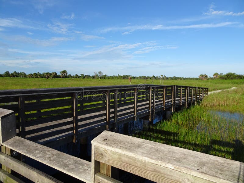 Dock on the swamps stock photo. Image of bench, landscape - 104852232