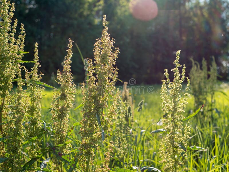 Dock Plants Growing on Hay Field Stock Photo - Image of growth, summer ...