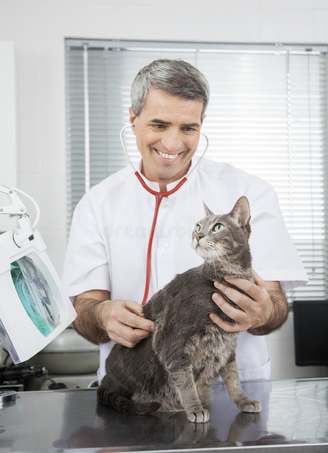 Docteur Examining Ill Cat with Stethoscope Photo stock - Image du ...