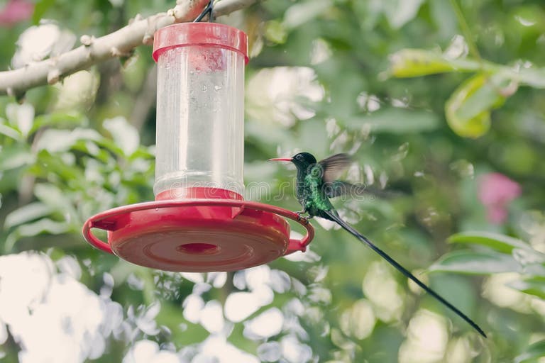 2,264 Doctor Bird Stock Photos - Free & Royalty-Free Stock Photos from ...