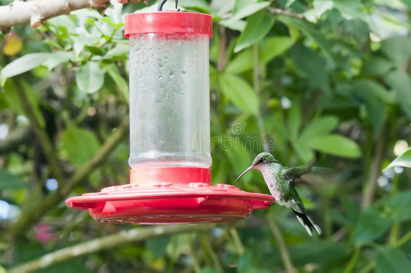 Doctor bird stock photo. Image of hummingbird, swallow - 19561850