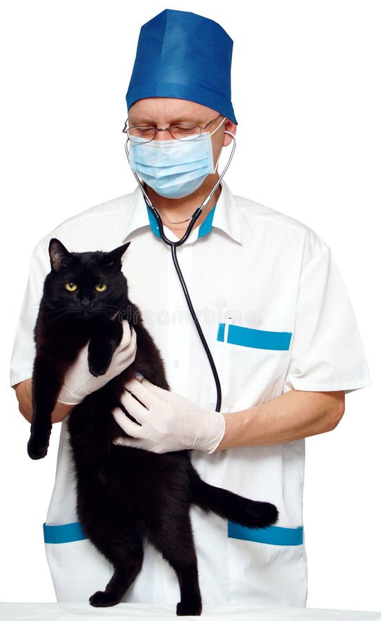 Doctor and a Black Cat on a White Background. Stock Image - Image of ...