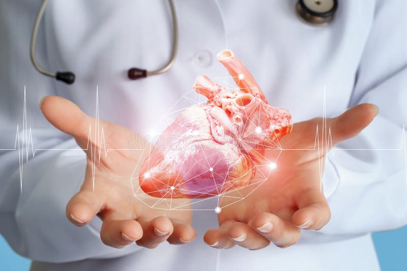 Doctor Cardiologist Holding A Red Heart In His Hands Cardiology And