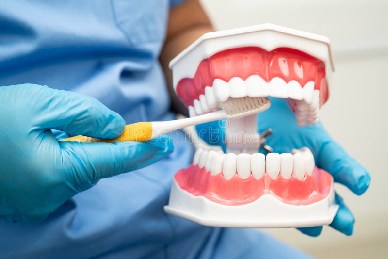 Doctor Clean Teeth Denture with Toothbrush for Teach Patient and ...