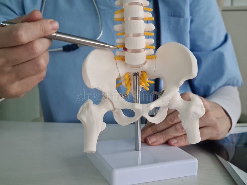 Doctor Conducts Consultation Using Back Model Stock Image - Image of ...