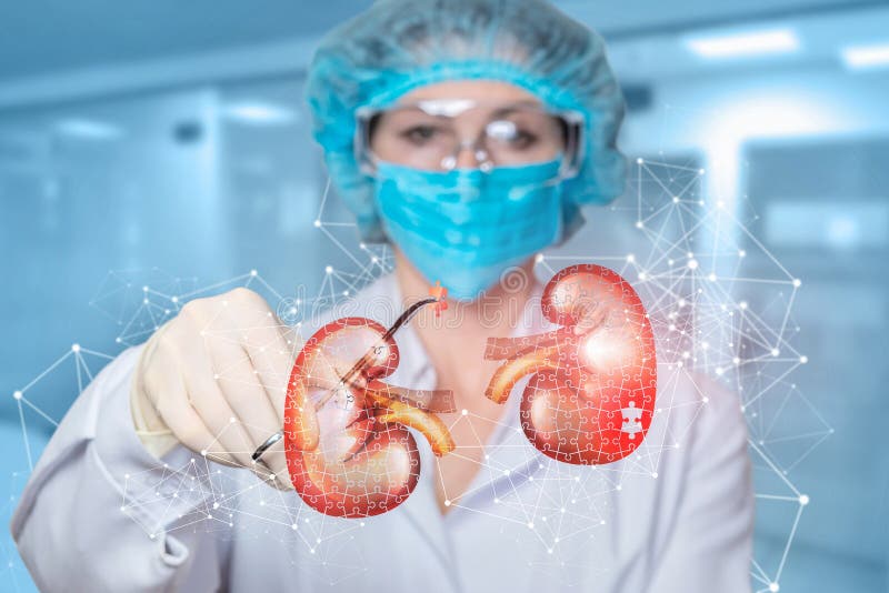 Urologist Doctor and Kidney . Stock Photo - Image of kidney, healthy ...