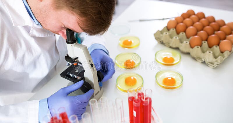 Analyze Egg Sample, Control Quality at Laboratory Stock Image - Image ...