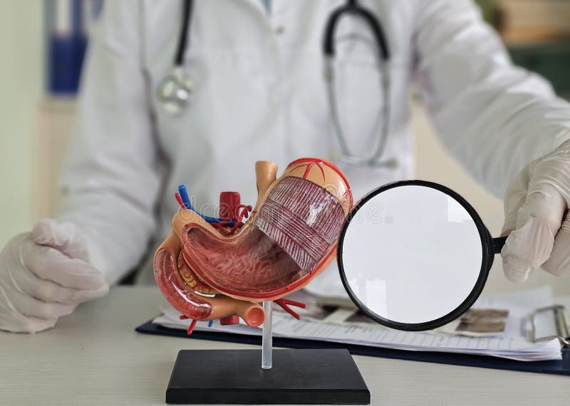 A Doctor Examines a Detailed Model of the Stomach Using a Magnifying ...