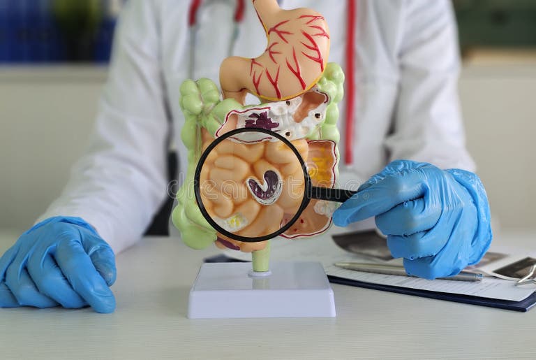 Doctor Examines Model of Digestive System Using Magnifying Glass Stock ...