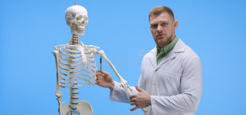 Doctor Explaining Anatomy with Skeleton Stock Image - Image of male ...