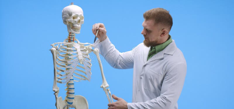 Doctor Explaining Anatomy with Skeleton Stock Image - Image of ...