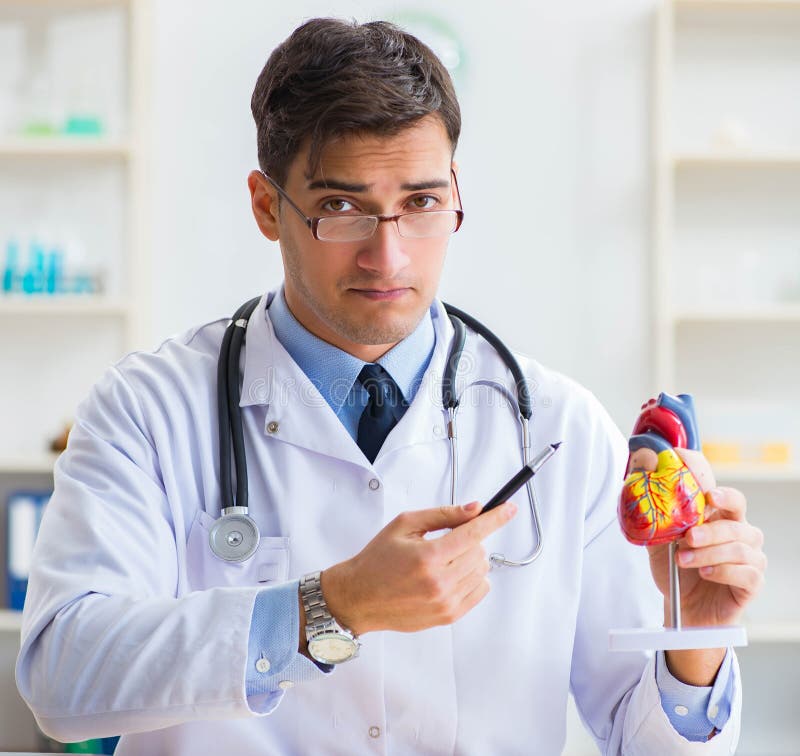 Doctor Explaining the Heart Model Stock Photo - Image of blood ...