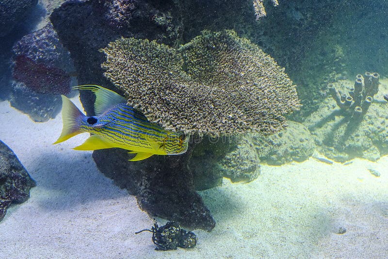 A Doctor Fish in a Big Fish Tank Stock Photo - Image of geological ...