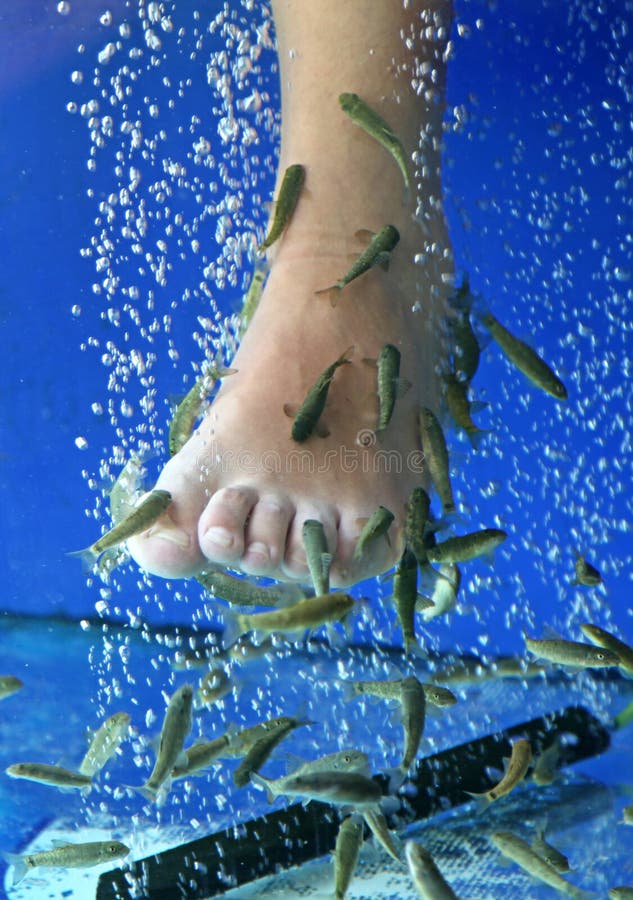 Fish Therapy stock image. Image of relaxation, health - 14422507