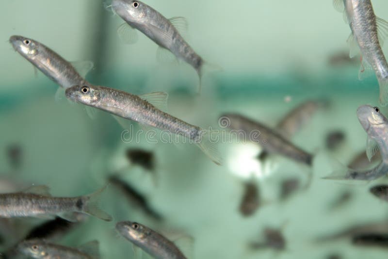 Doctor Fish (Garra Rufa) Close-up Stock Photo - Image of garra ...