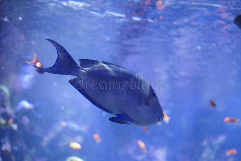A Doctor Fish is Swimming in Tank at the Zoo Stock Image - Image of ...