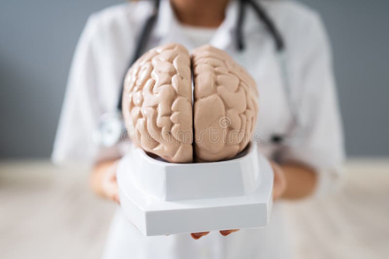 Doctor Holding Human Brain Model Stock Image - Image of brain ...