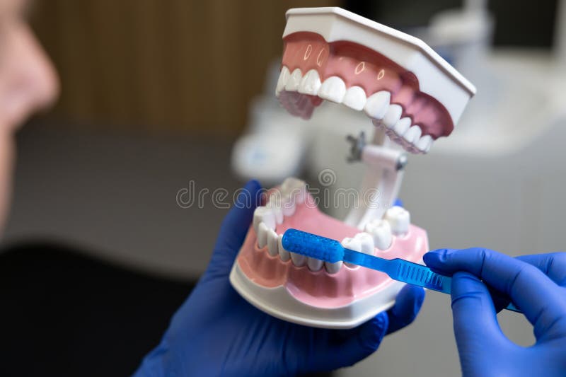 Doctor Holding Human Jaw Model Using Toothbrush on Teeth on Cavity ...