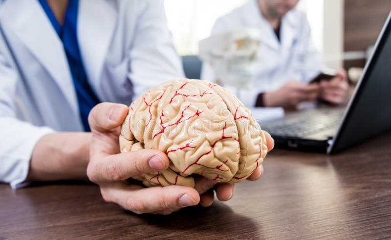 Doctor Holding Plastic Model of Human Brain. Stock Photo - Image of ...