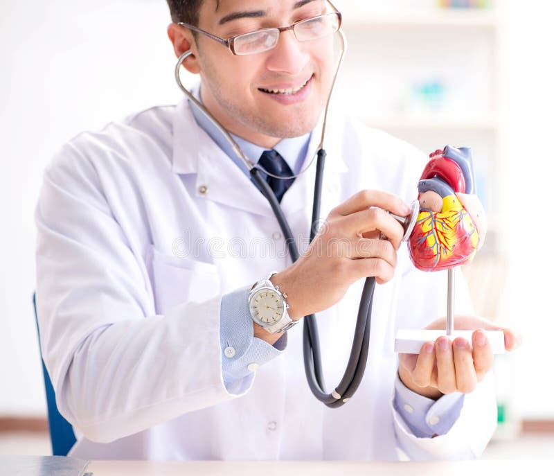 Doctor Lecturer Explaining the Heart Model Stock Photo - Image of ...