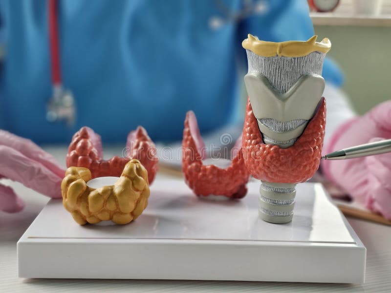 Doctor with Model of Human Thyroid Anatomy. Hyperthyroidism and Cancer ...