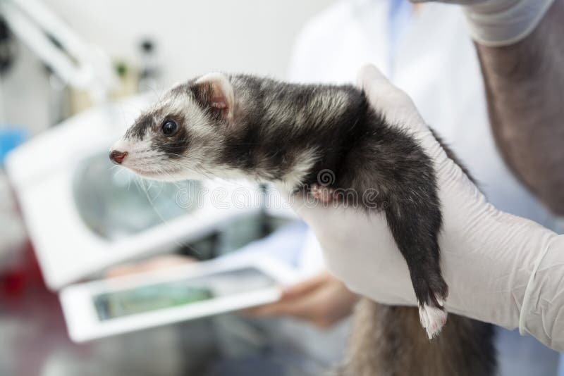Doctor S Hand Holding Weasel in Clinic Stock Image - Image of person ...