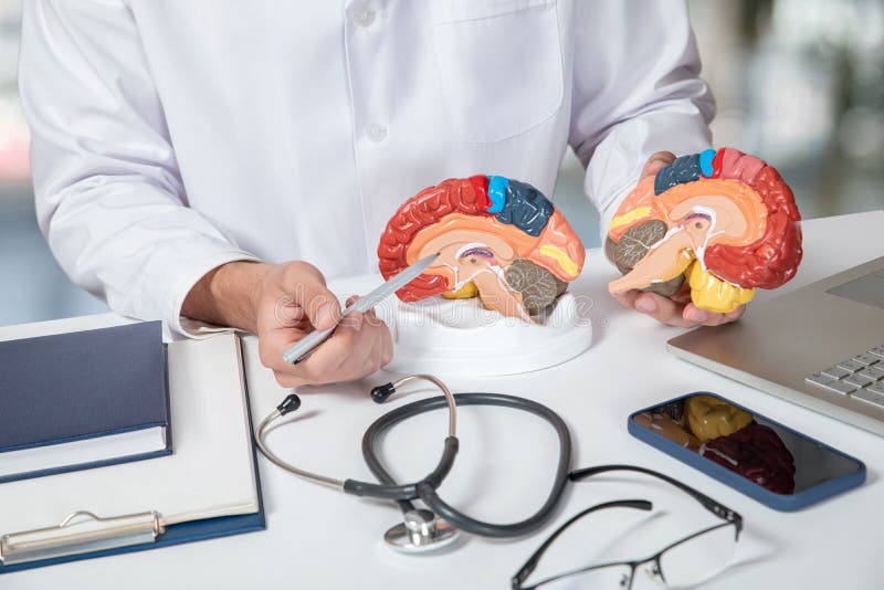Doctor Shows Brain Functions on a Model Stock Image - Image of disease ...