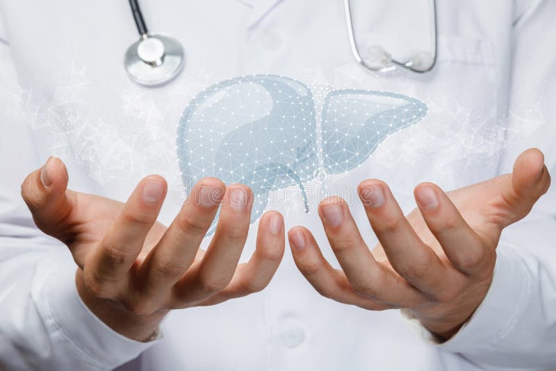Liver shows a hand . stock photo. Image of medicine, people - 97465594