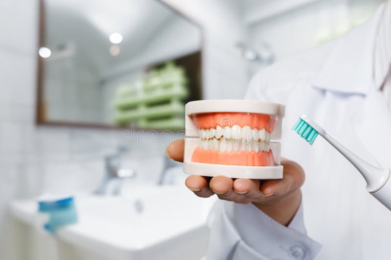 Doctor Shows Model of Teeth and Toothbrush Stock Image - Image of oral ...