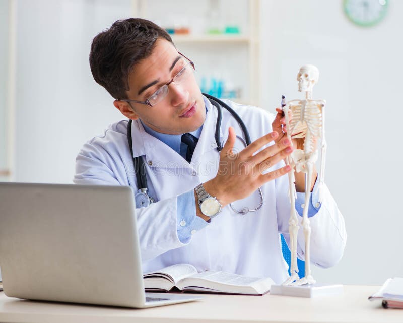 Doctor Student Studying the Bones of Skeleton Stock Image - Image of ...