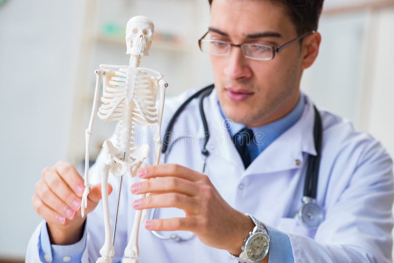 The Doctor Student Studying the Bones of Skeleton Stock Image - Image ...