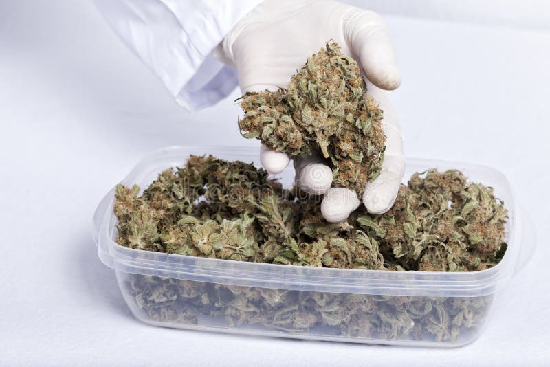 A Doctor Takes a Bud of Medicinal Cannabis Stock Image - Image of ...