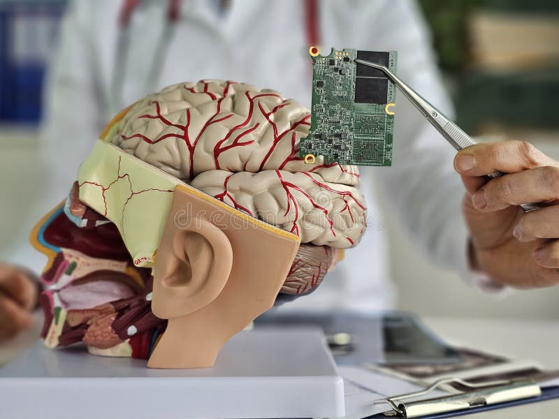 Doctor Using Brain Model and Circuit Board and Neuroscience Concept ...