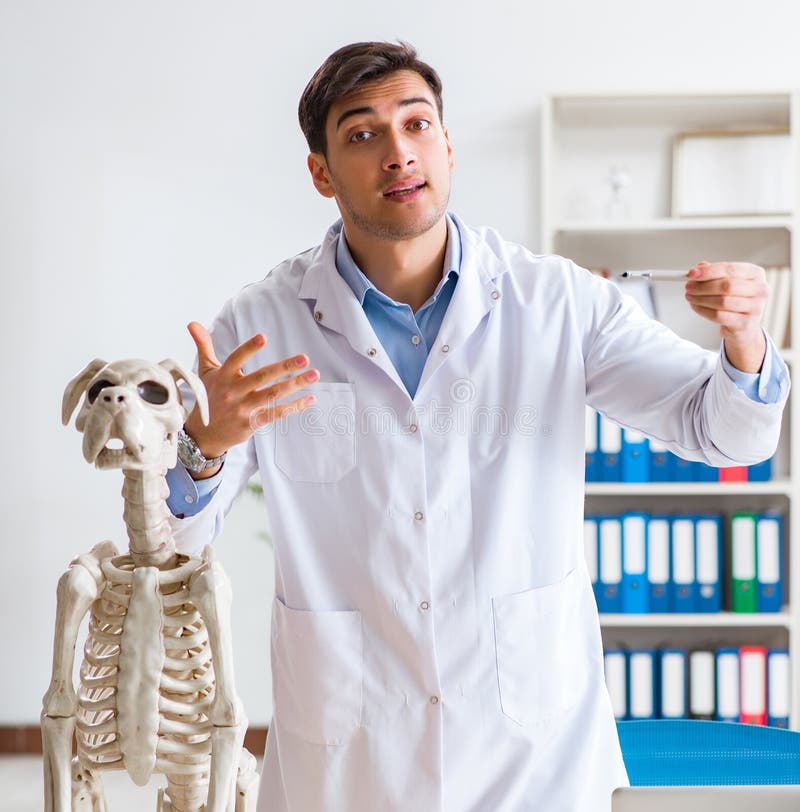 Doctor Vet Practicing on Dog Skeleton Stock Photo - Image of puppy ...