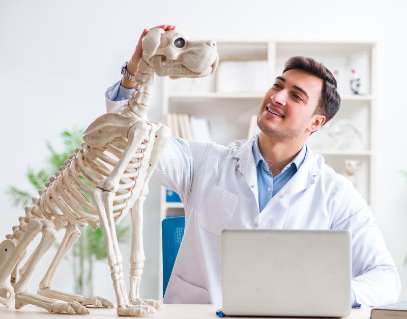 Doctor Vet Practicing on Dog Skeleton Stock Photo - Image of medicine ...