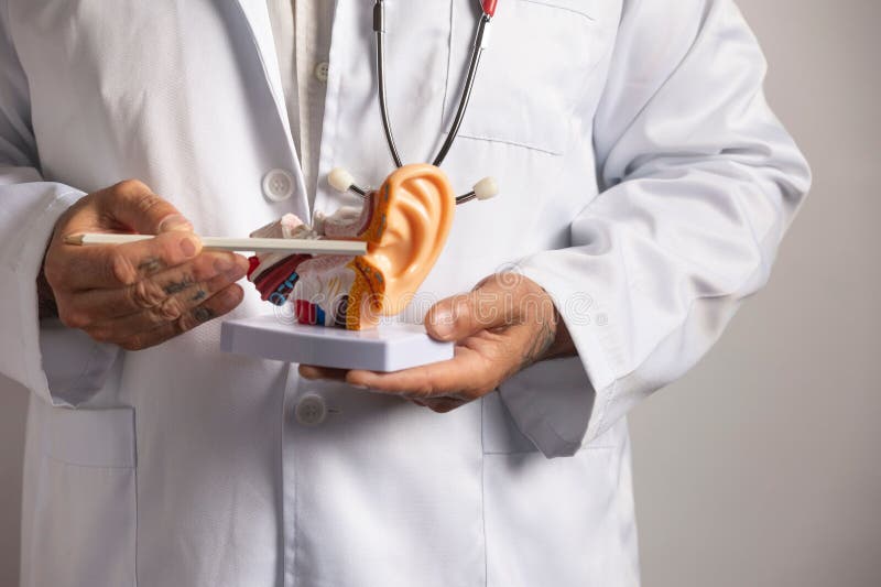 Doctor Demonstrating Ear Anatomy with a Model. Stock Photo - Image of ...