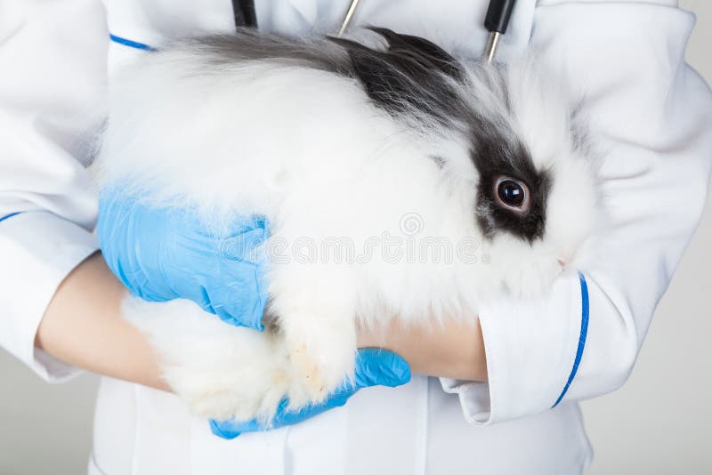 Rabbit uterus tumor x-ray stock image. Image of small - 30050759