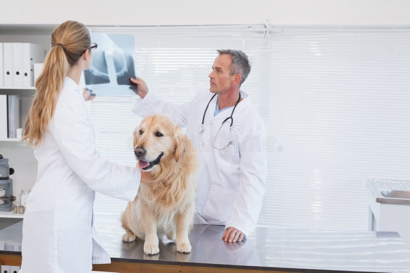 Doctors Checking Up on a Labrador Stock Photo - Image of expertise ...