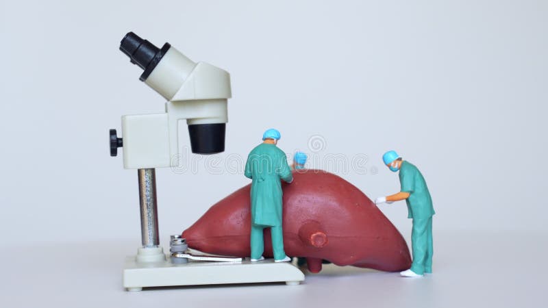 Doctors Examining Large Liver Model Under Microscope Stock Video ...