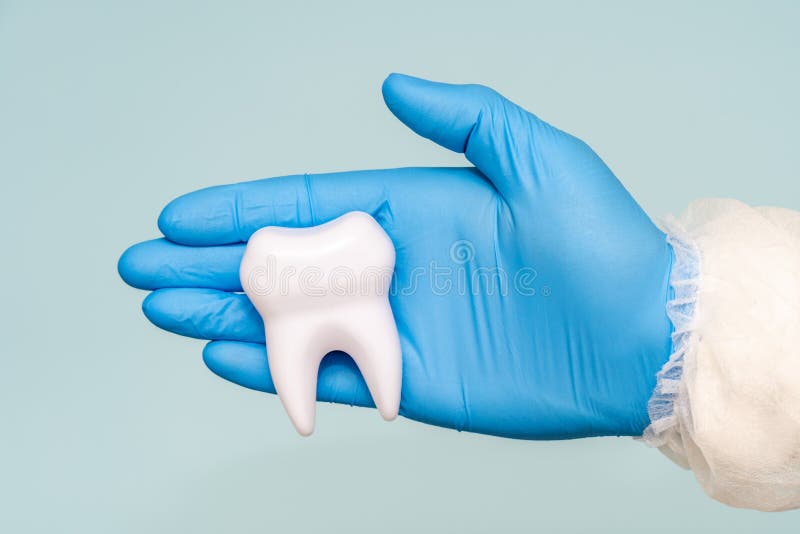 Doctors Hand Holding a Model of Tooth. Dentist Stock Image - Image of ...