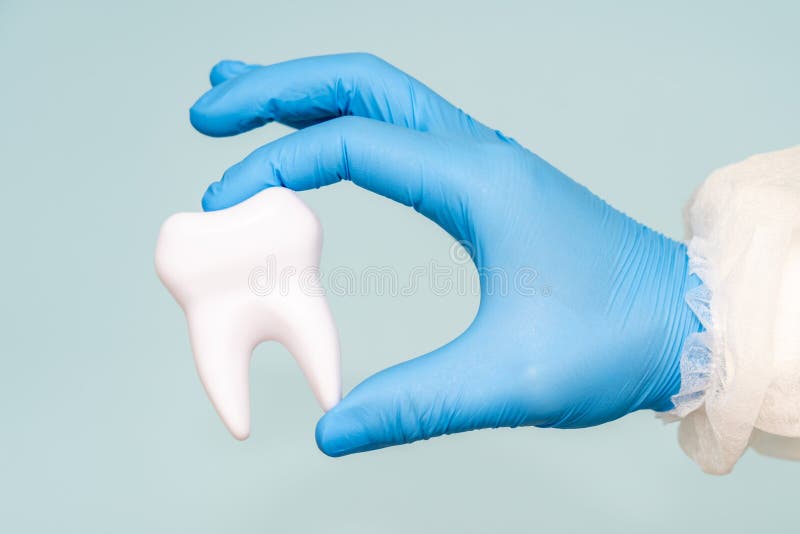 Doctors Hand Holding a Model of Tooth. Dentist Stock Image - Image of ...