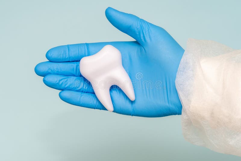 Doctors Hand Holding a Model of Tooth. Dentist Stock Image - Image of ...