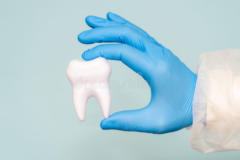 Doctors Hand Holding a Model of Tooth. Dentist Stock Image - Image of ...