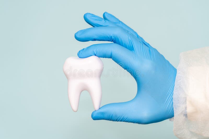 Doctors Hand Holding a Model of Tooth. Dentist Stock Image - Image of ...