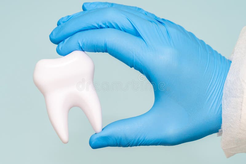 Doctors Hand Holding a Model of Tooth. Dentist Stock Photo - Image of ...