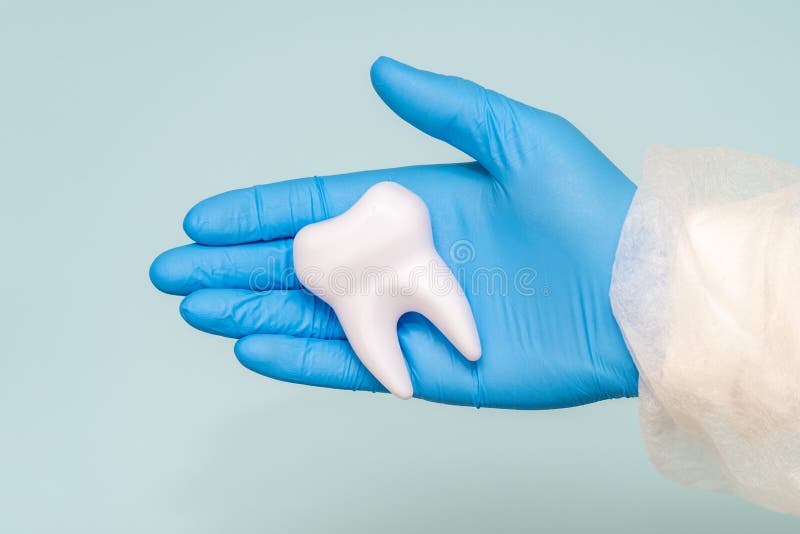 Doctors Hand Holding a Model of Tooth. Dentist Stock Photo - Image of ...