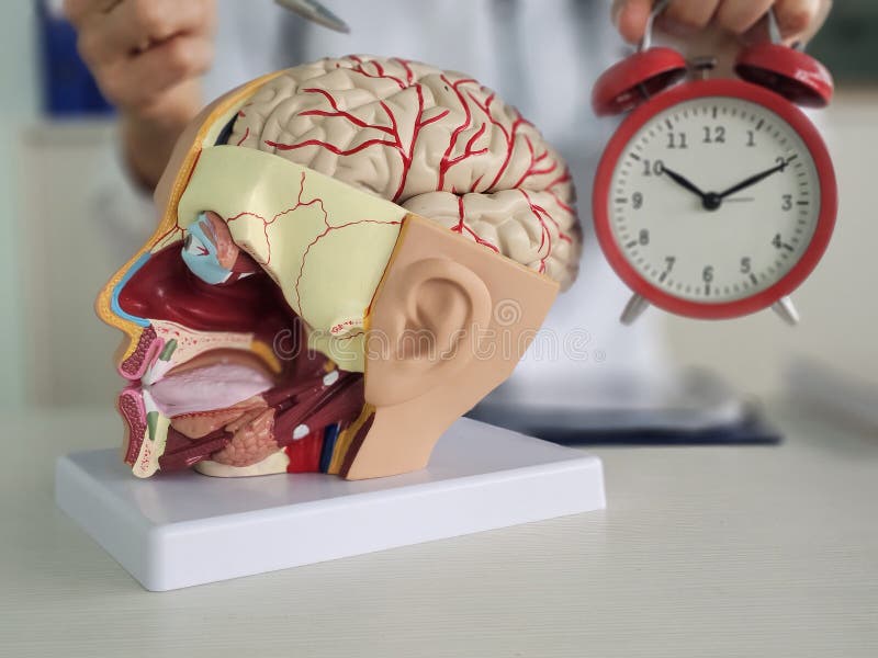 Doctors Holding an Alarm Clock and Brain Mockup Stock Photo - Image of ...